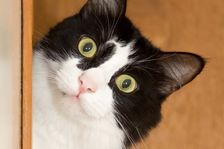 If Your Cat Starts Doing These Things, It’s Time to Worry