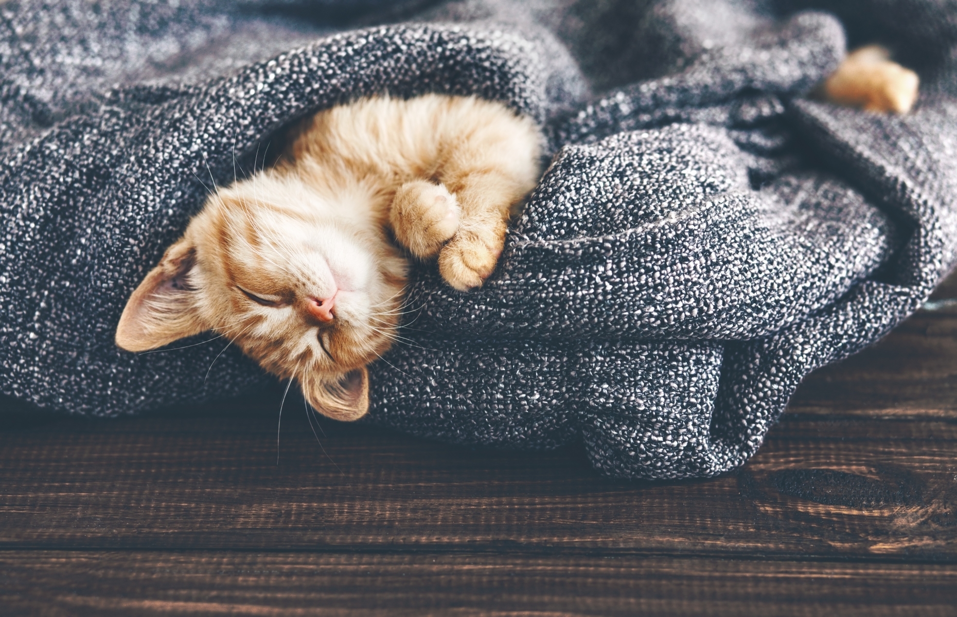 The most popular pets around the world