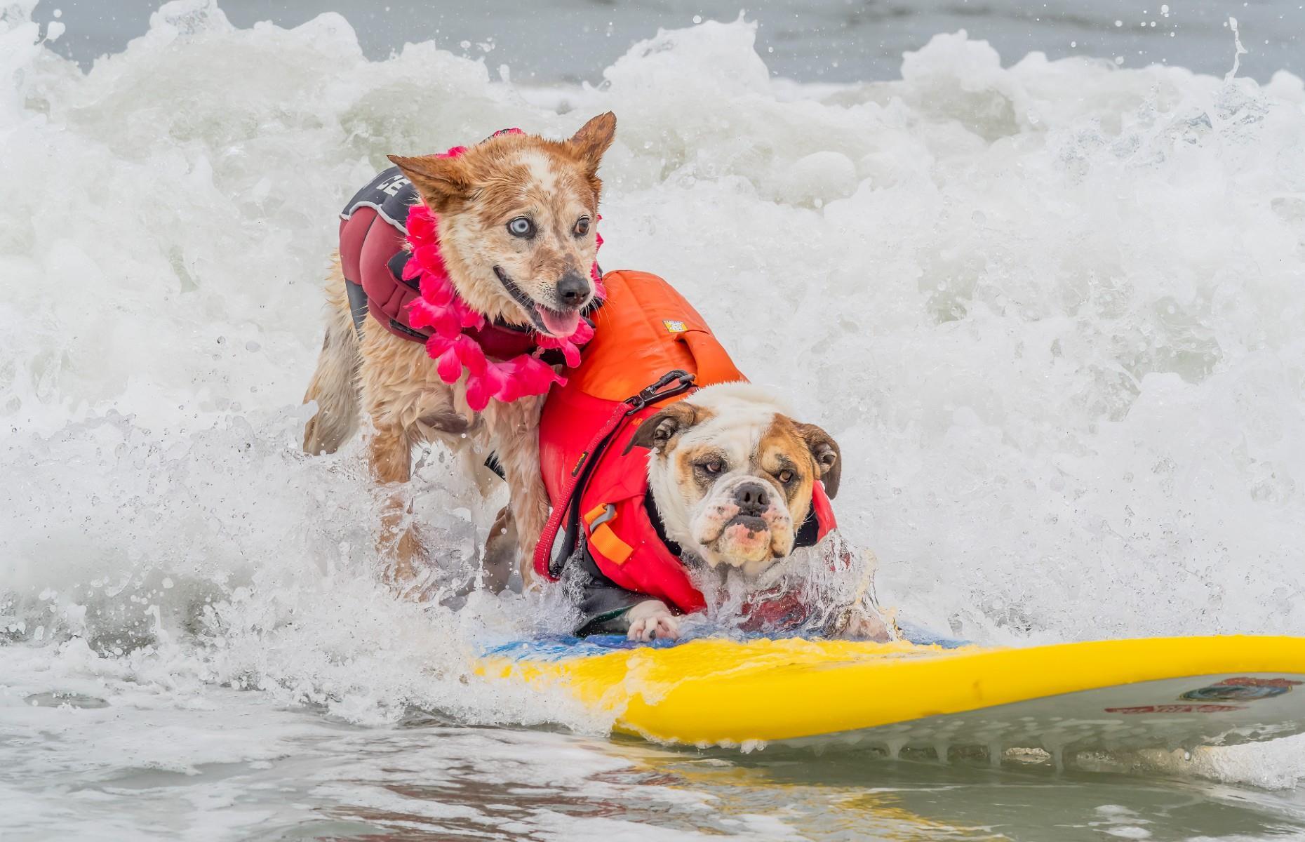 14 Funny Photos Of Surfing Dogs Guaranteed To Make You Smile