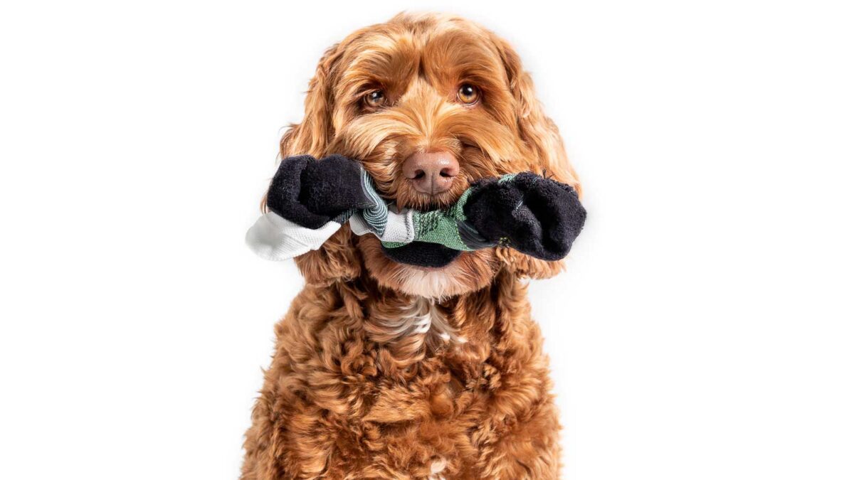 10 Reasons Dogs Are Obsessed With Certain Objects