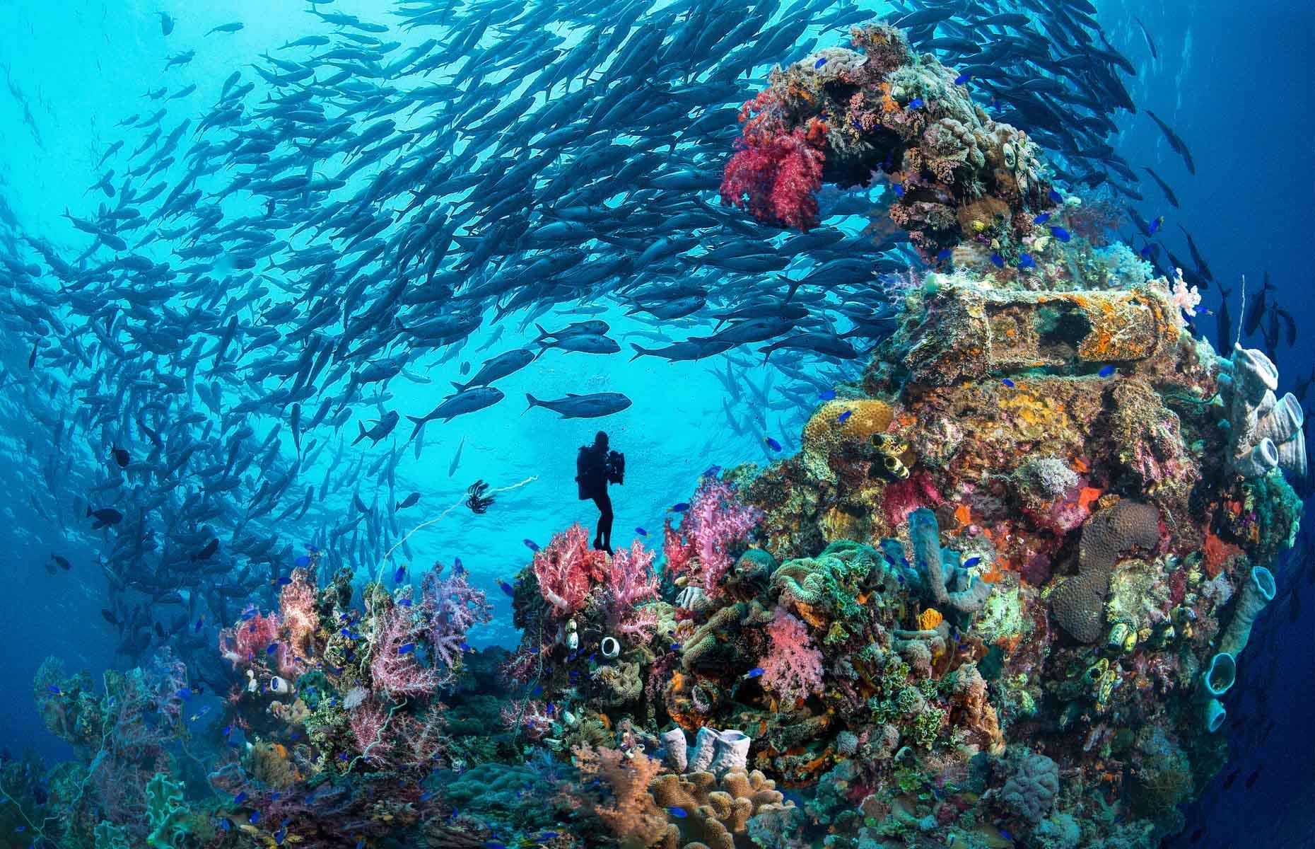 Dive into the deep blue and discover its forgotten riches