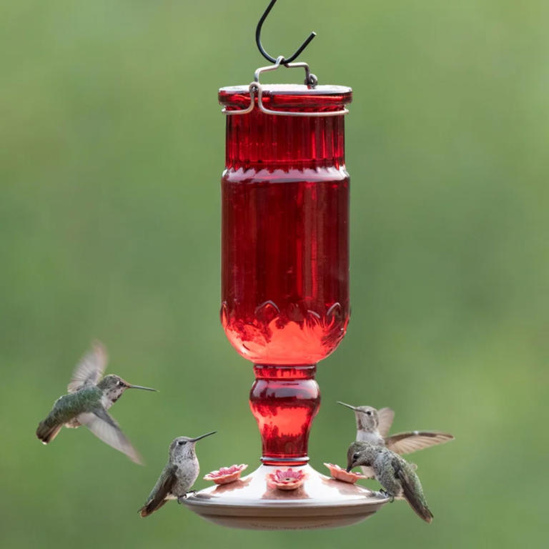 Beware of hummingbird houses – why you should avoid this product, and ... Beware of hummingbird houses – why you should avoid this product, and ...