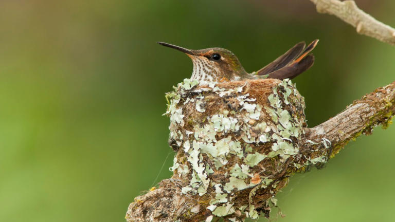 Beware of hummingbird houses – why you should avoid this product, and ... Beware of hummingbird houses – why you should avoid this product, and ...