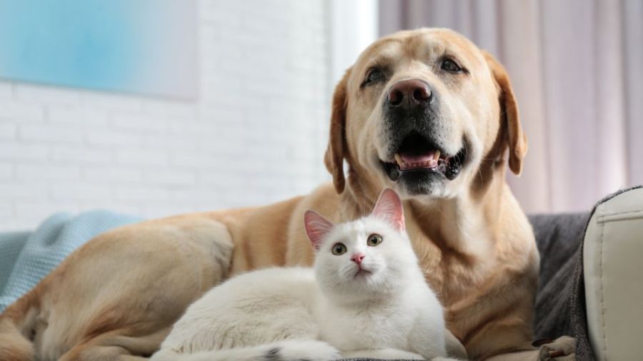 Harrison Twp. offering free pet microchipping event
