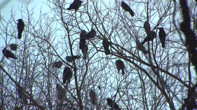 City of ‘Crowses’: Why do crows love downtown Portland? Local expert ...