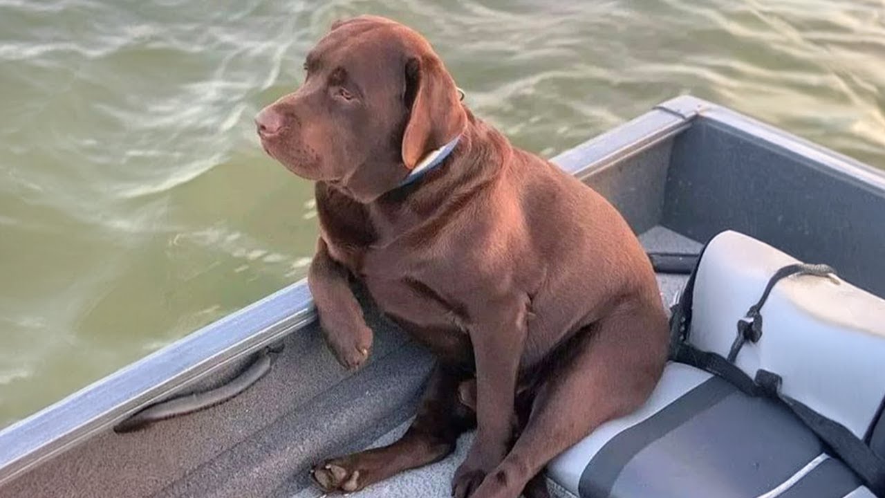 Funny Dog Videos Guaranteed to Make You Laugh Out Loud