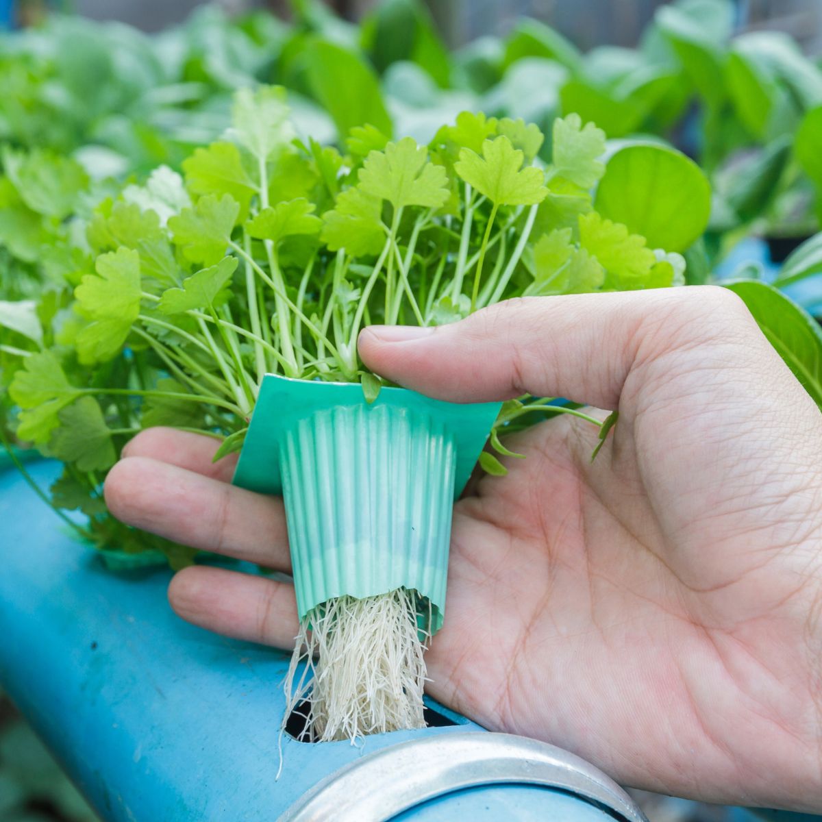 Hydroponics Advantages And Disadvantages