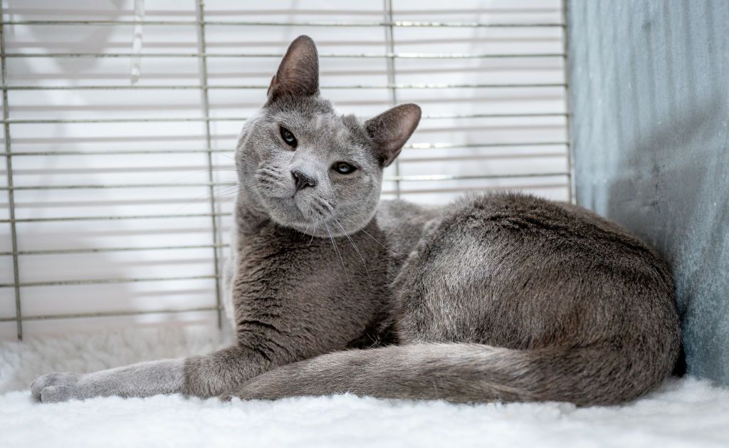 15 Cat Breeds That Live the Longest, According to an Expert