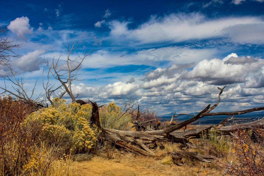 Group tied to polygamous sect builds fences on US Forest Service land Group tied to polygamous sect builds fences on US Forest Service land