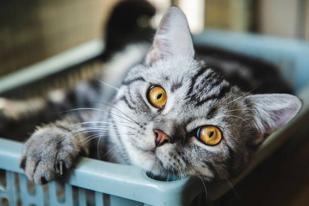 15 Cat Breeds That Live the Longest, According to an Expert