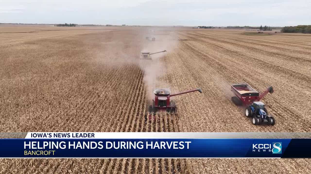 Corn harvest begins in Iowa after an ‘unseasonably’ cool week