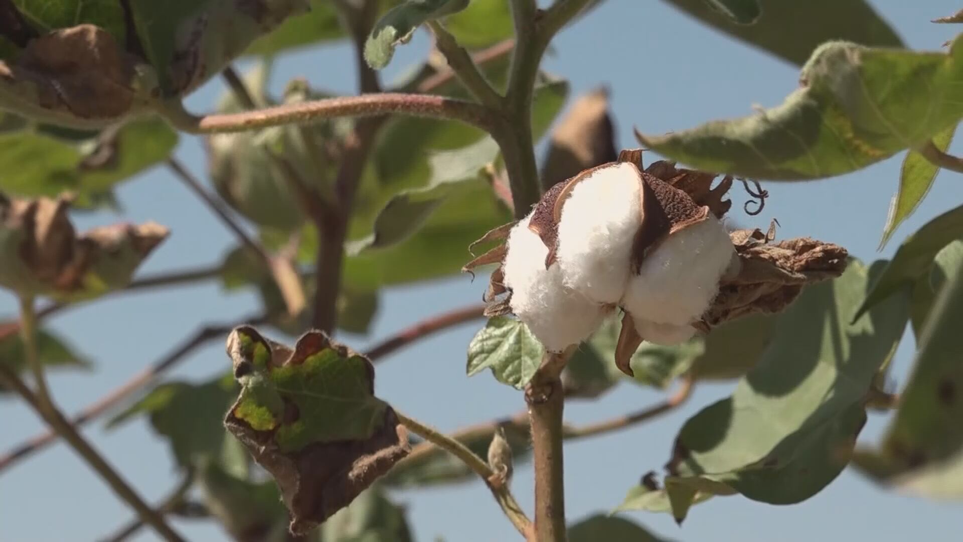 Lubbock to host Texas Cotton Ginners’ Association Annual Cotton Trade ...