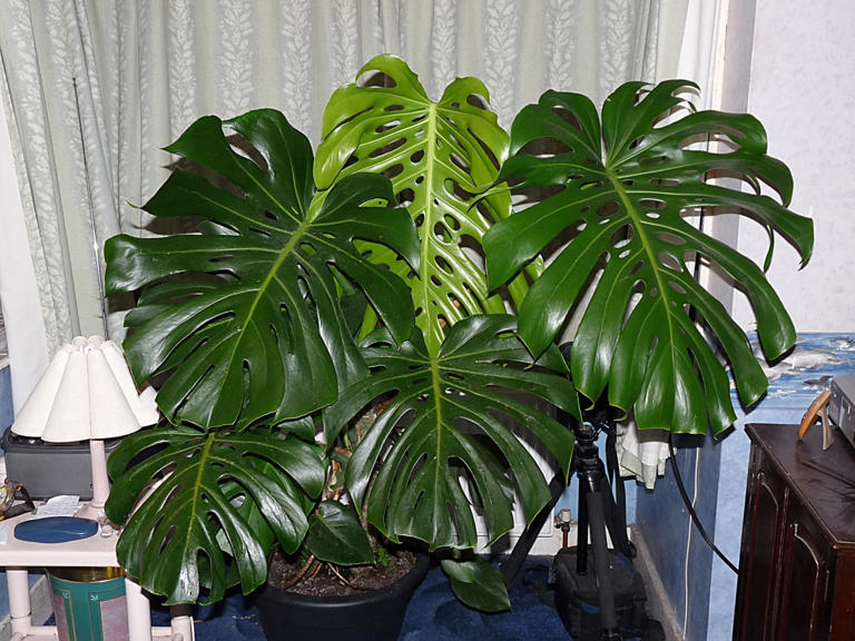 Cómo identificar, prevenir y eliminar la plaga de trips en Monstera de ...