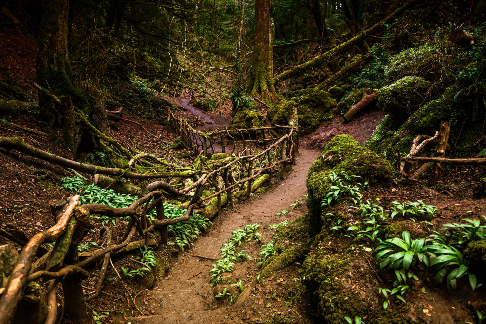 Enchanting British forests to visit this autumn