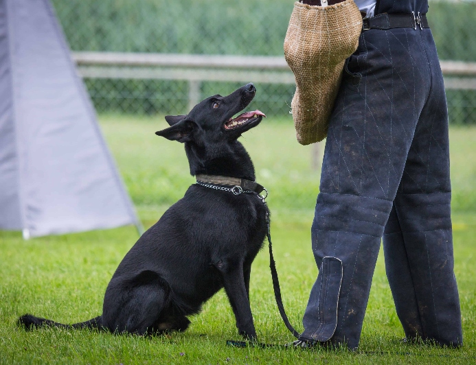 Top 7 benefits of protection dog training for your home and family