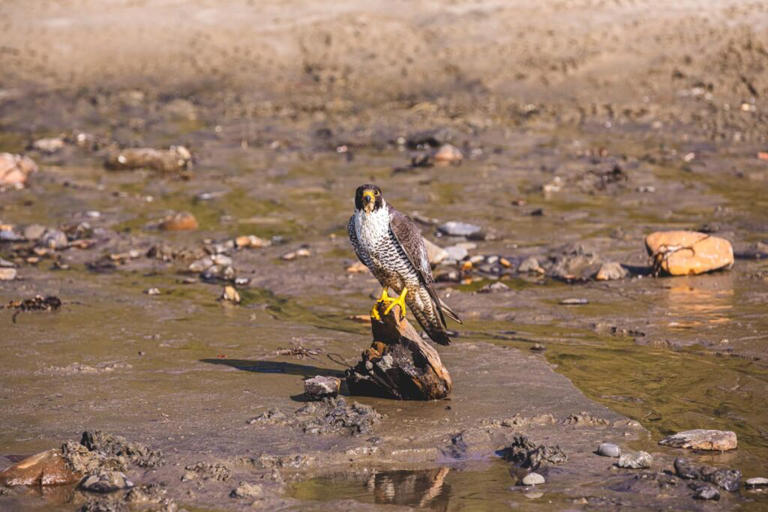 Best tide pools on the Oregon coast: 7 spots worth exploring