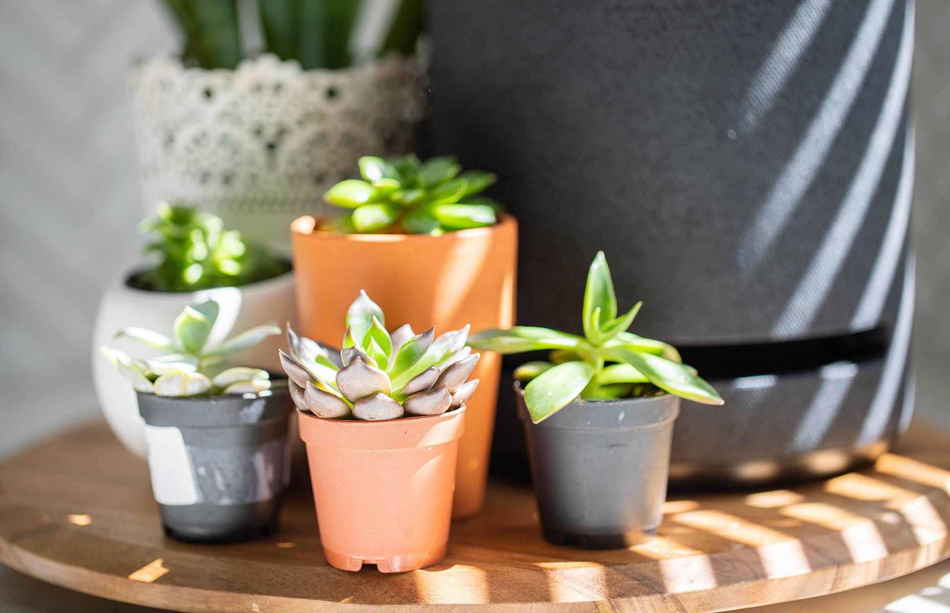 Las 17 plantas de interior fáciles de cuidar que deberías tener en casa