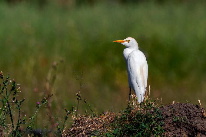 6 Invasive Birds That Are Nonnative to America