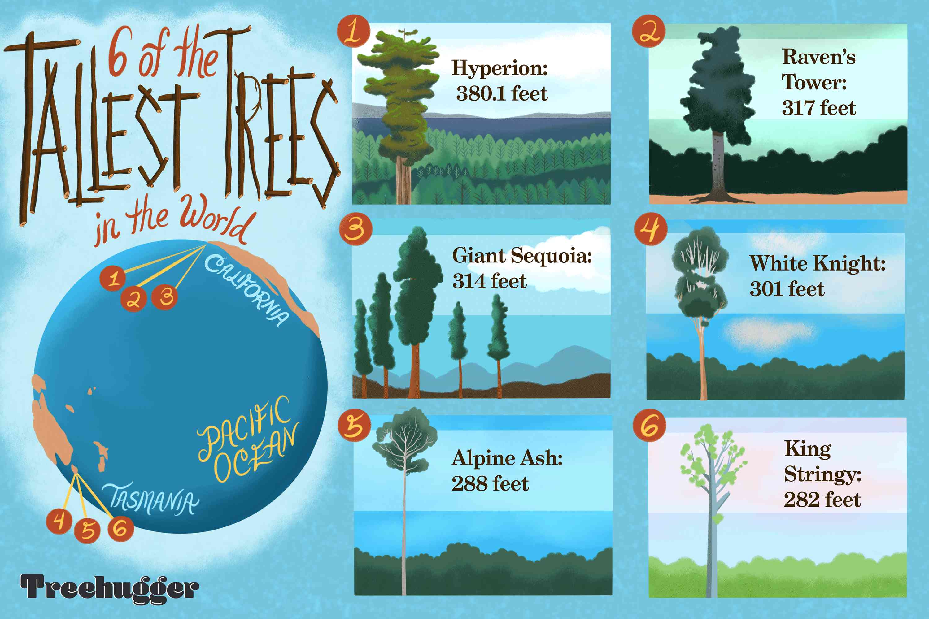 10 of the Tallest Trees in the World