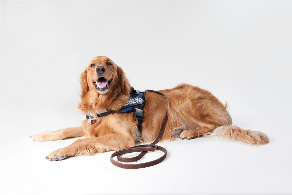 Types of Service Dogs: A Comprehensive Guide to Specializations and ...
