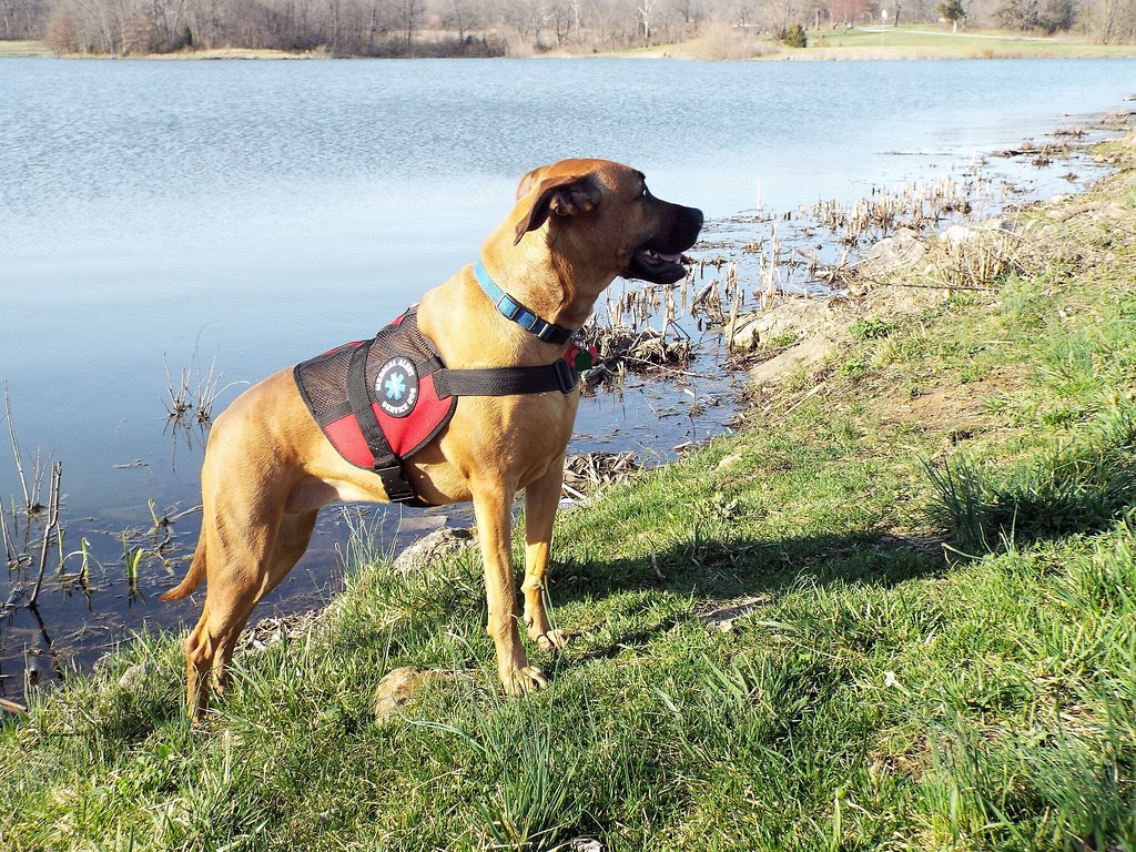 Medical Alert Dogs: Detecting and Responding to Medical Conditions