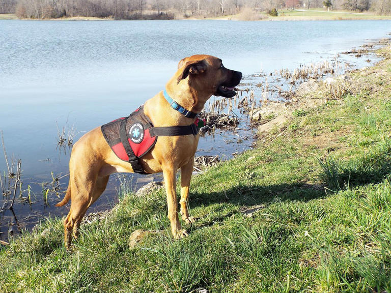 Medical Alert Dogs: Detecting and Responding to Medical Conditions