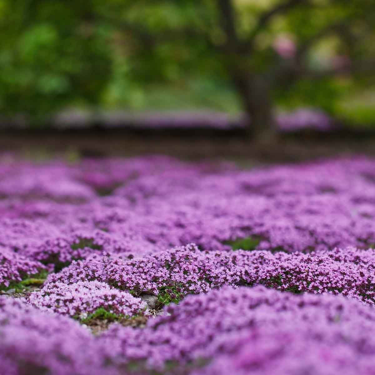 9 Best Flowering Ground Covers 9 Best Flowering Ground Covers
