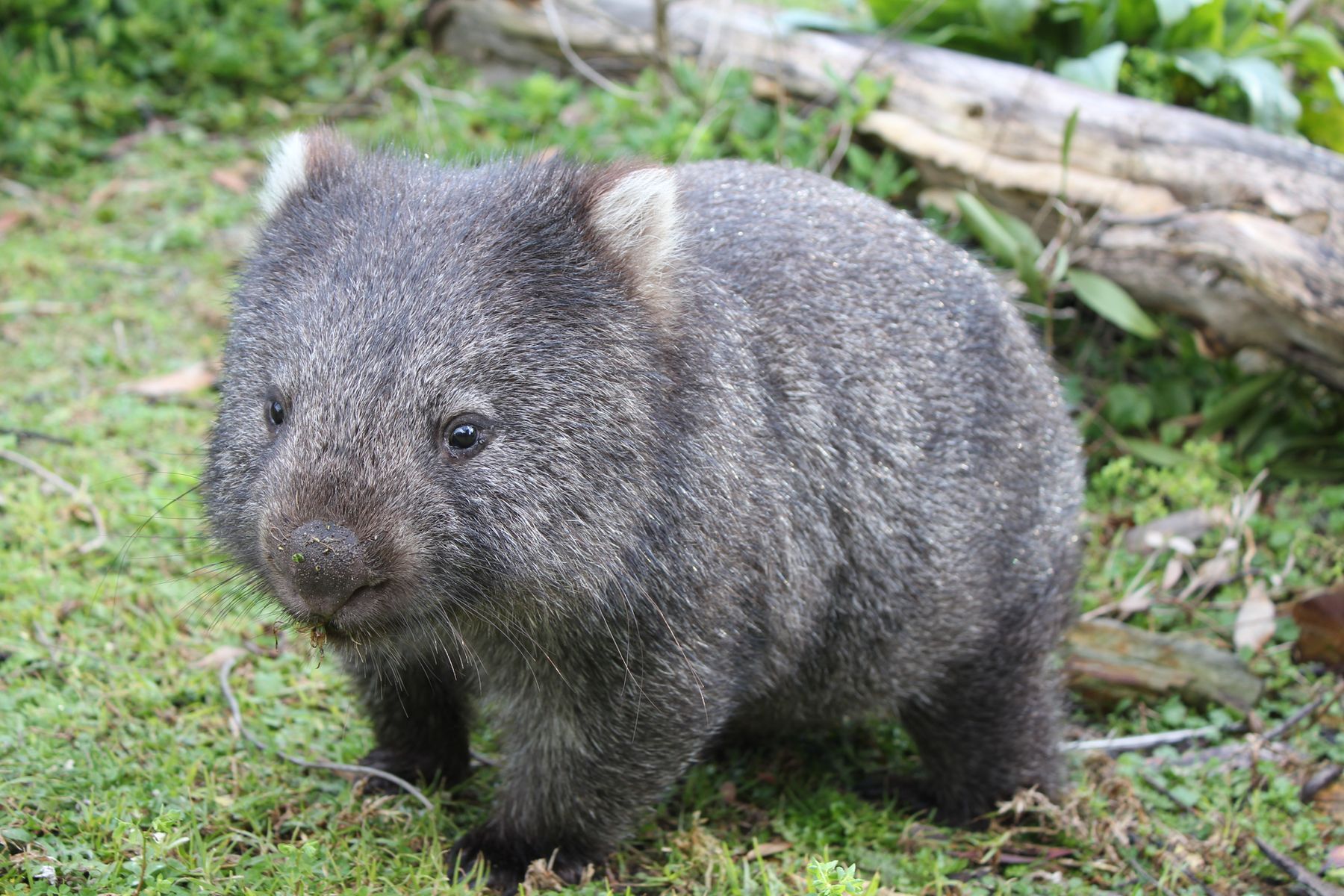 The cutest Australian animals
