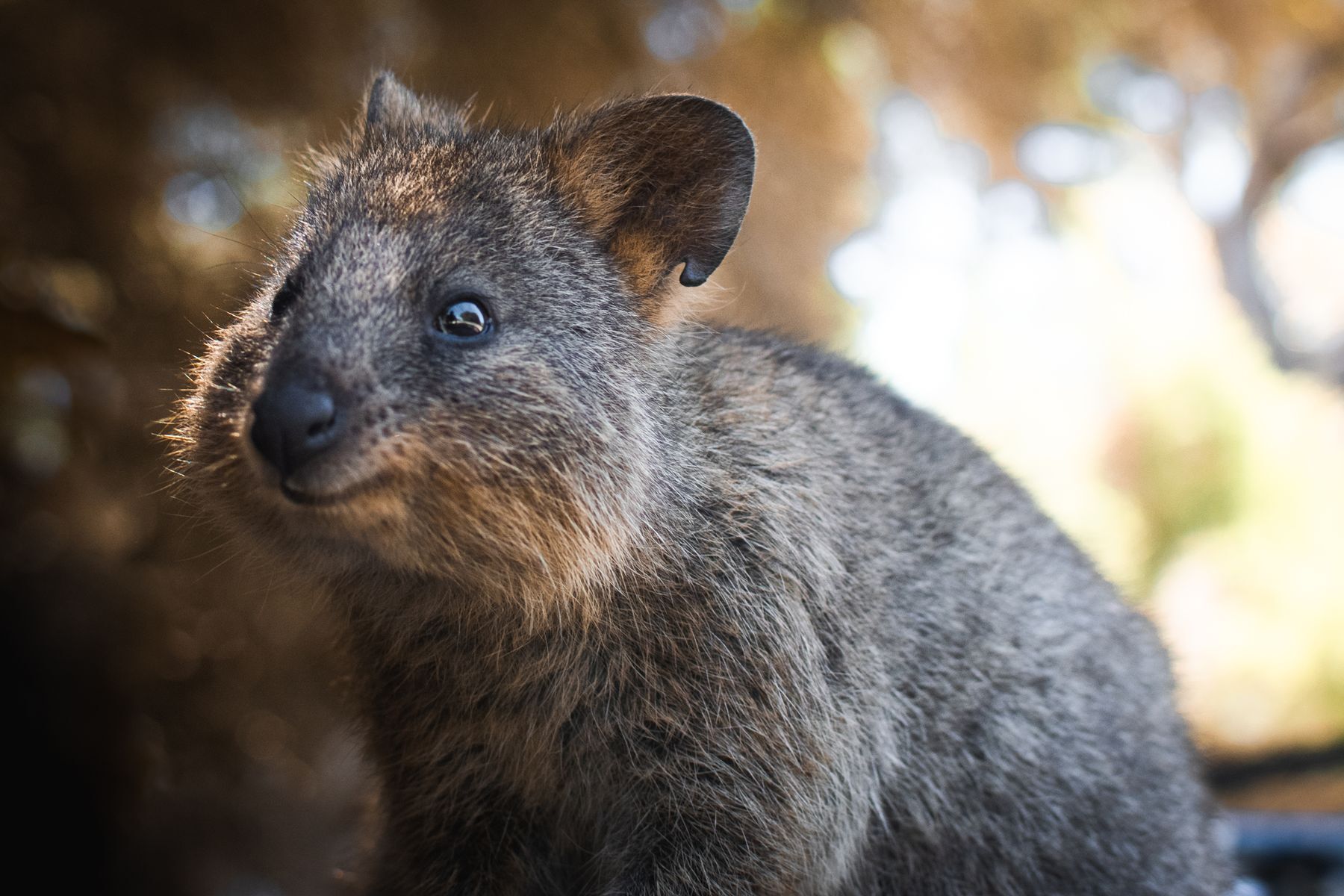 The cutest Australian animals
