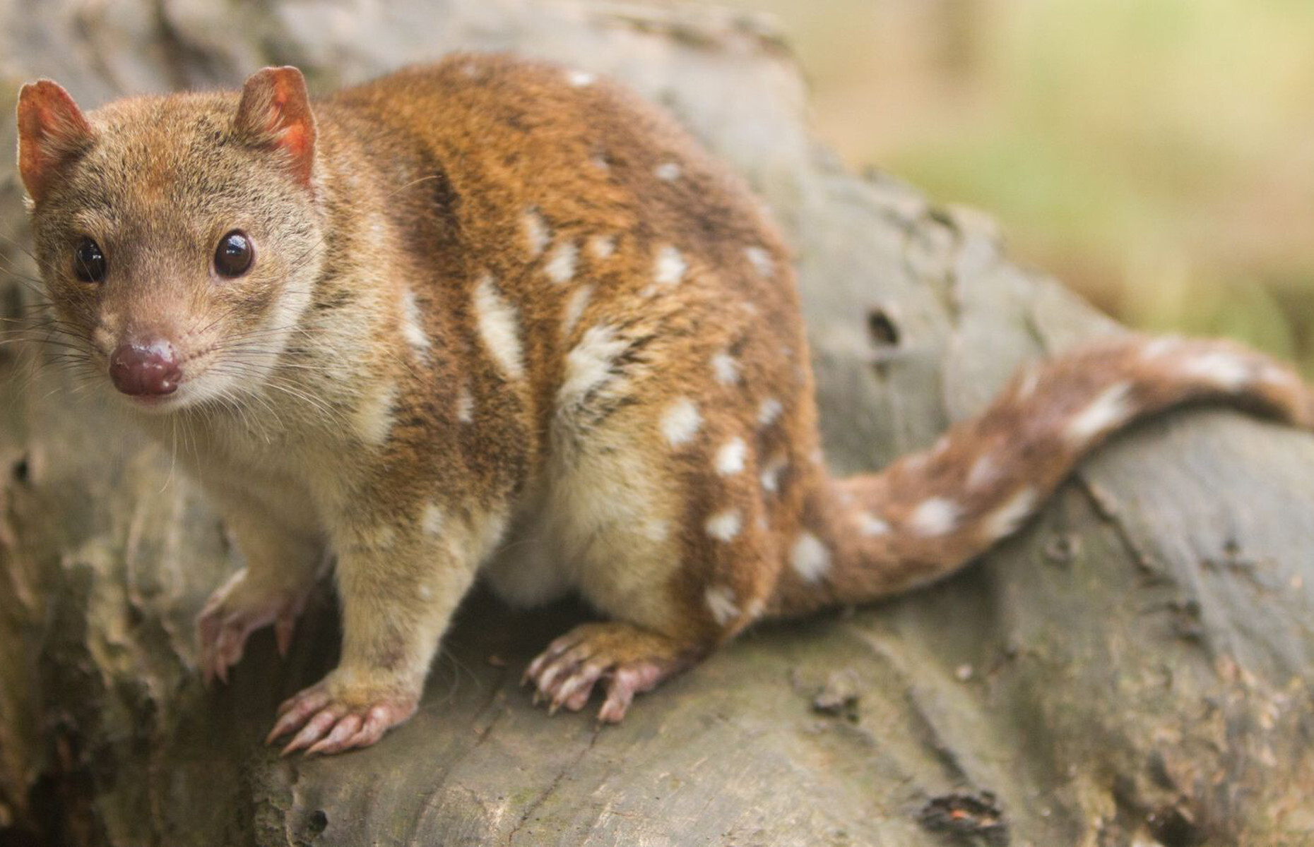 The cutest Australian animals