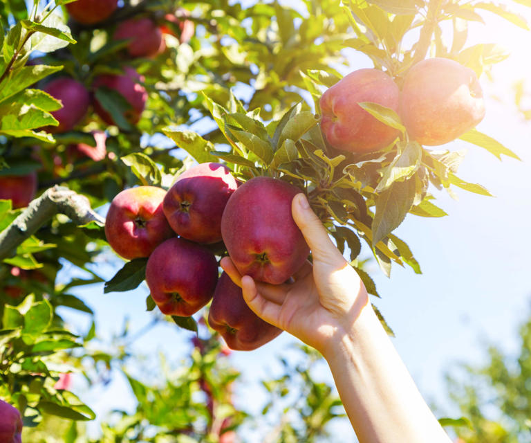 How to grow an apple tree from seed – go from core to tree in 5 simple ...