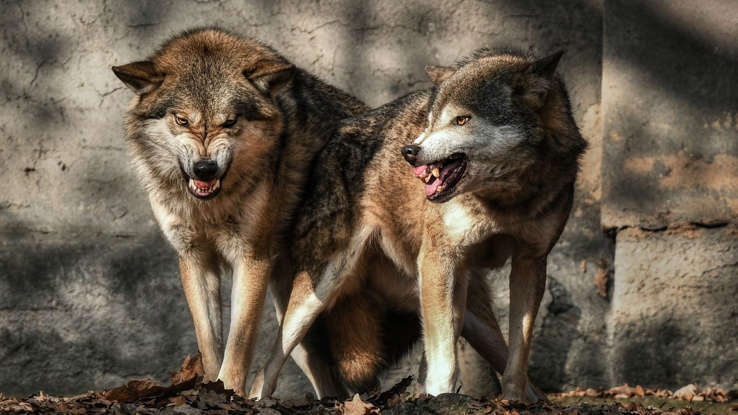 16 Things You Should Know Before Getting a Male Dog 16 Things You Should Know Before Getting a Male Dog