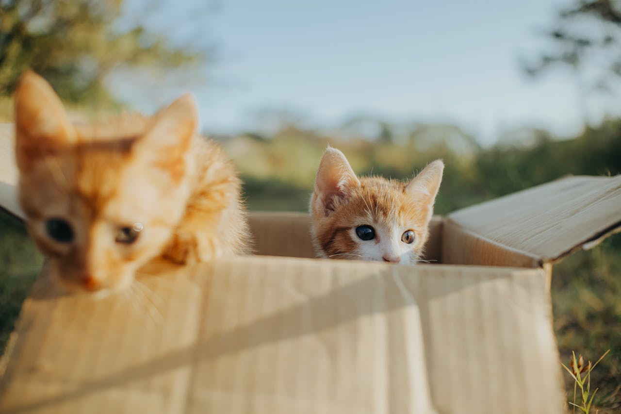 The Science Behind Why Cats Love Boxes: Understanding Feline Behavior