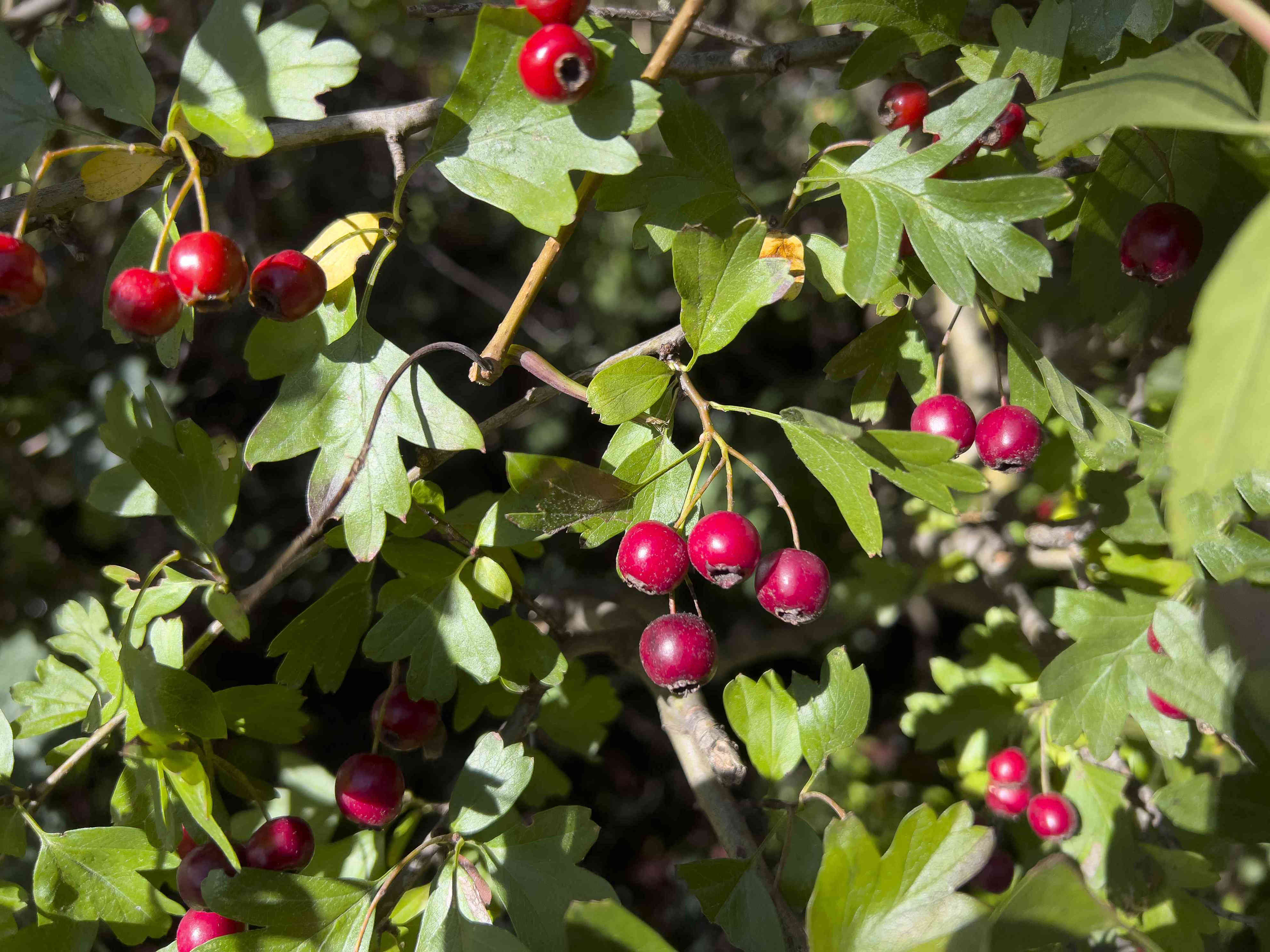 Health Benefits of Hawthorn