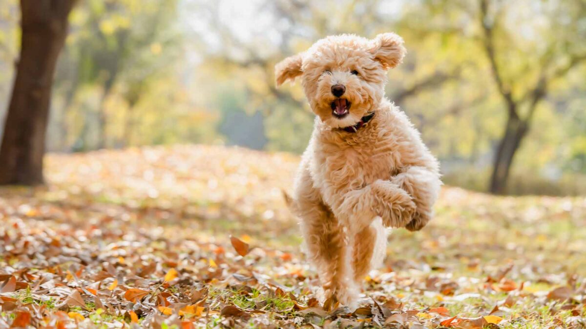 12 Small Changes In Routine That Can Boost Your Dog’s Happiness
