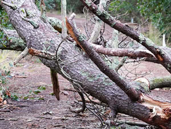 Hillsborough County Ramps Up Debris Collection After Hurricanes Helene ... Hillsborough County Ramps Up Debris Collection After Hurricanes Helene ...