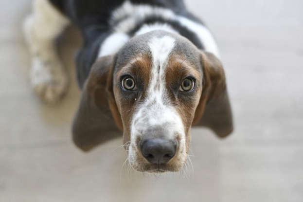8 Key Differences Between Blood Hound and Basset Hound 8 Key Differences Between Blood Hound and Basset Hound