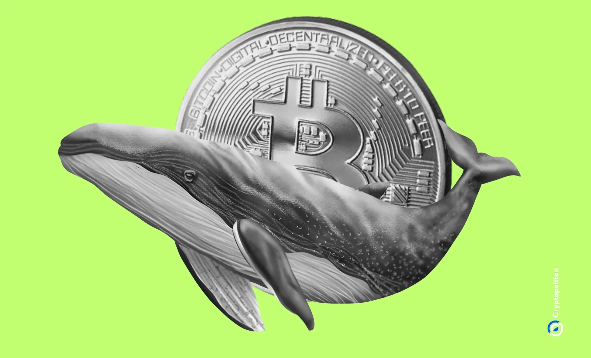 New whale wallets now hold nearly 2M Bitcoin, up 813% YTD New whale wallets now hold nearly 2M Bitcoin, up 813% YTD