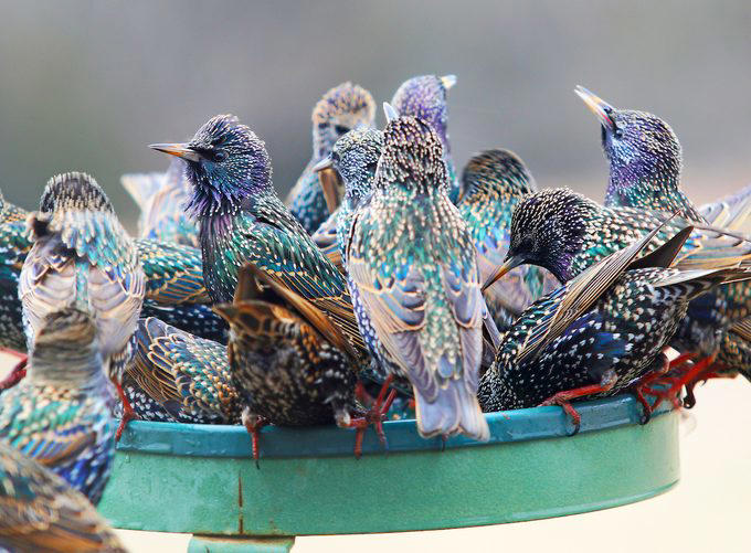 What “Birds of a Feather” Means and Where the Phrase Came From