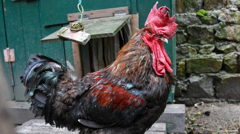 "Ce n'est pas la vraie campagne": le coq Ricco jugé pour ses chants ...