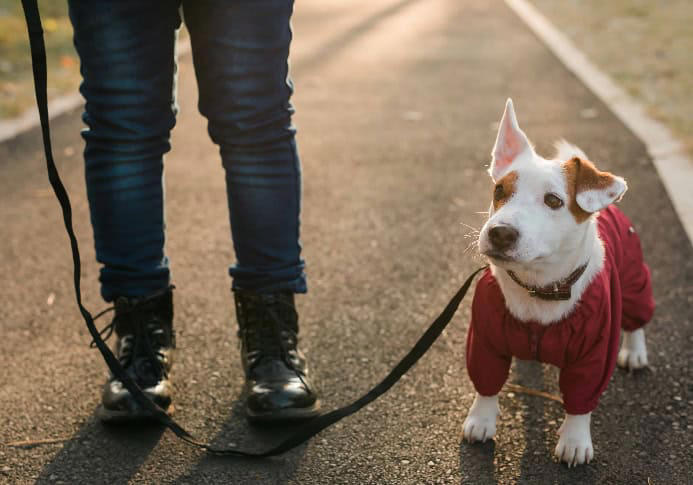 Beware: 7 hidden dangers lurking on your fall dog walks