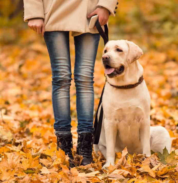 Beware: 7 hidden dangers lurking on your fall dog walks