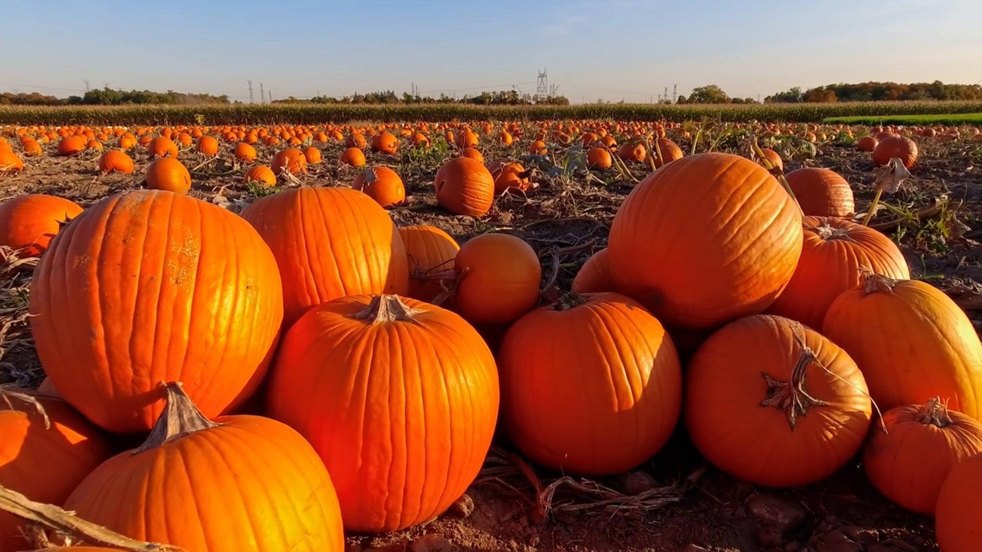 Pumpkin Power: The Fall Ingredient Your Skin Will Love