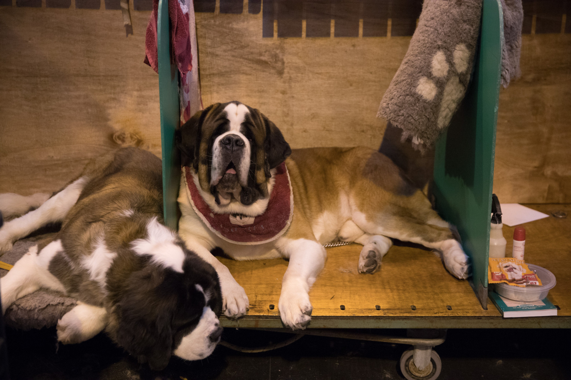 Maxi valpartij: 25 wielrenners gevallen, velen moesten opgeven. Foto's