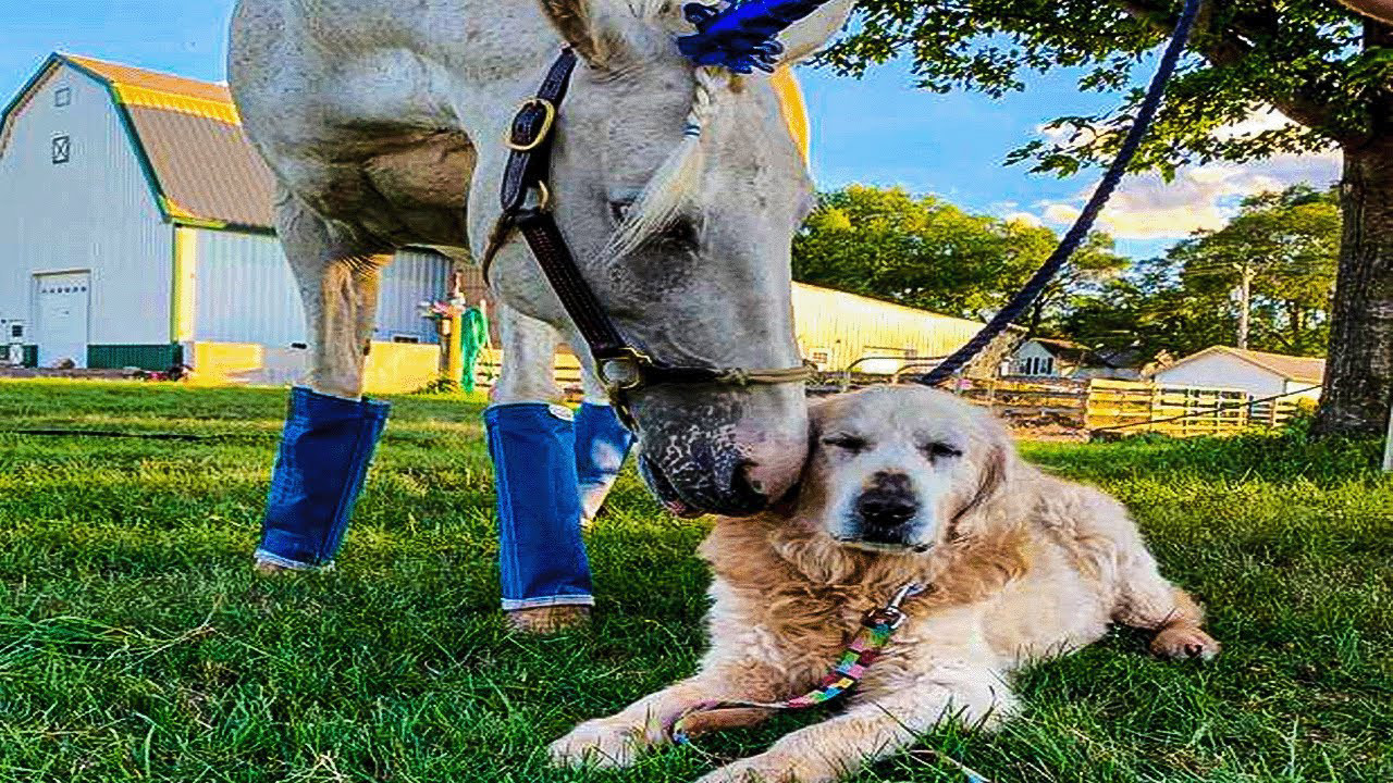 Dog Diagnosed With Terminal Cancer Fulfills Her Wild Bucket List Dog Diagnosed With Terminal Cancer Fulfills Her Wild Bucket List