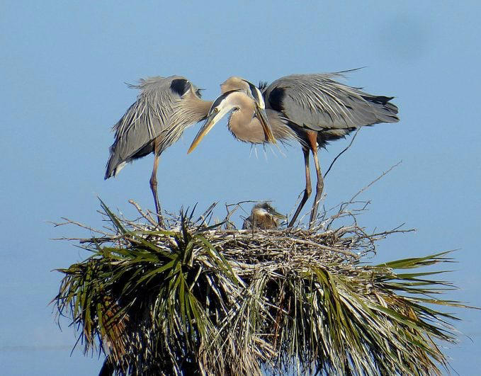 7 Fascinating Great Blue Heron Facts