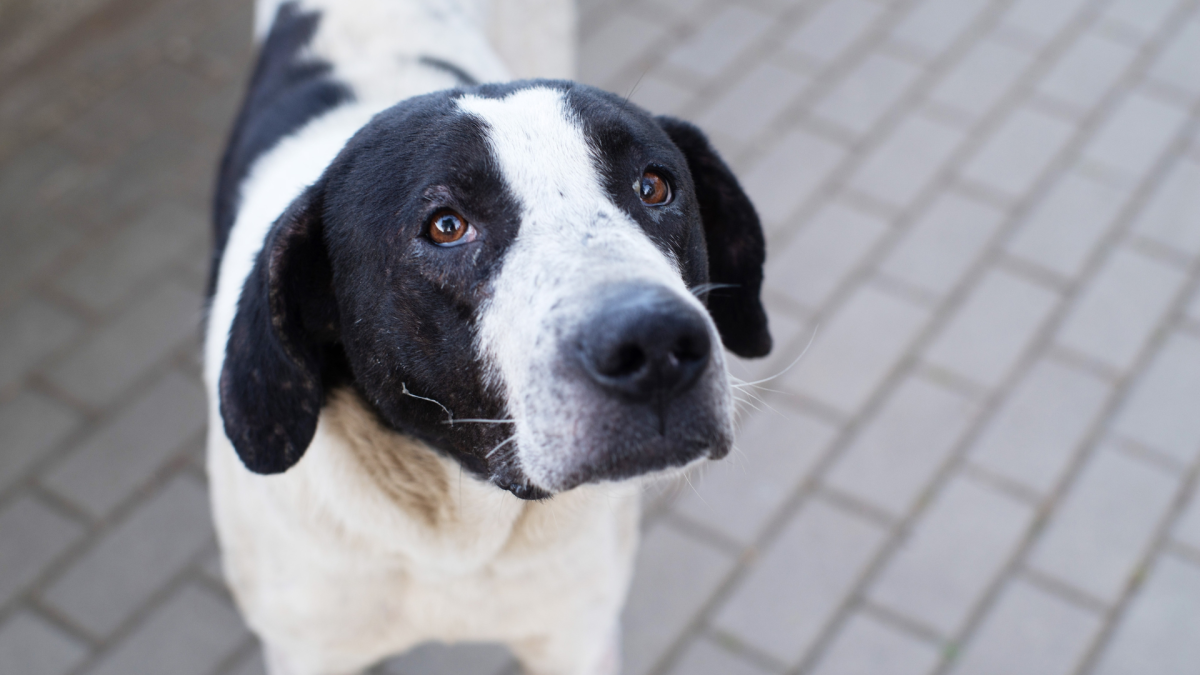 Rescue Dog Shakes in Fear After Driving By Exact Spot Where He Was Dumped