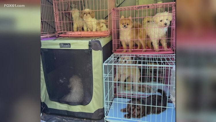 Cheshire officials respond to allegations that the town’s Animal ...