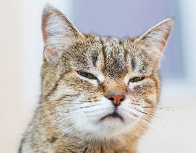 Scientists Reveal a Simple Technique to Communicate With Your Cat