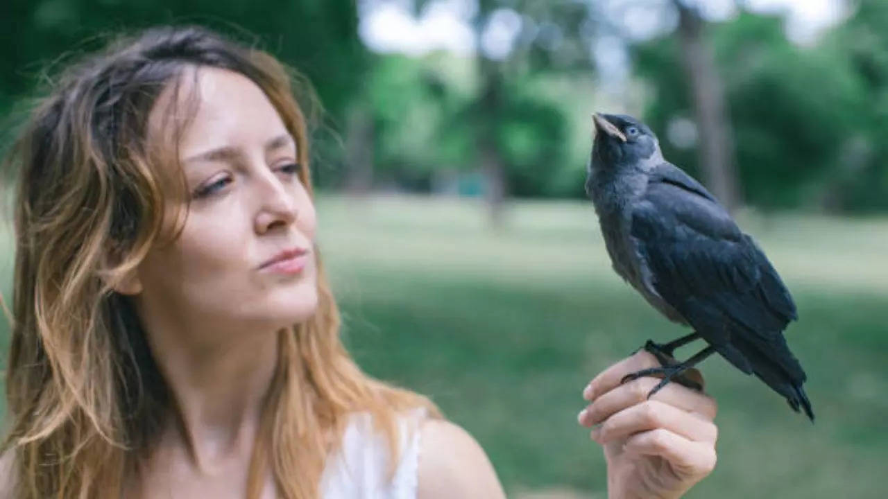 From India to Kenya: How invasive crows are disrupting coastal ecosystems From India to Kenya: How invasive crows are disrupting coastal ecosystems